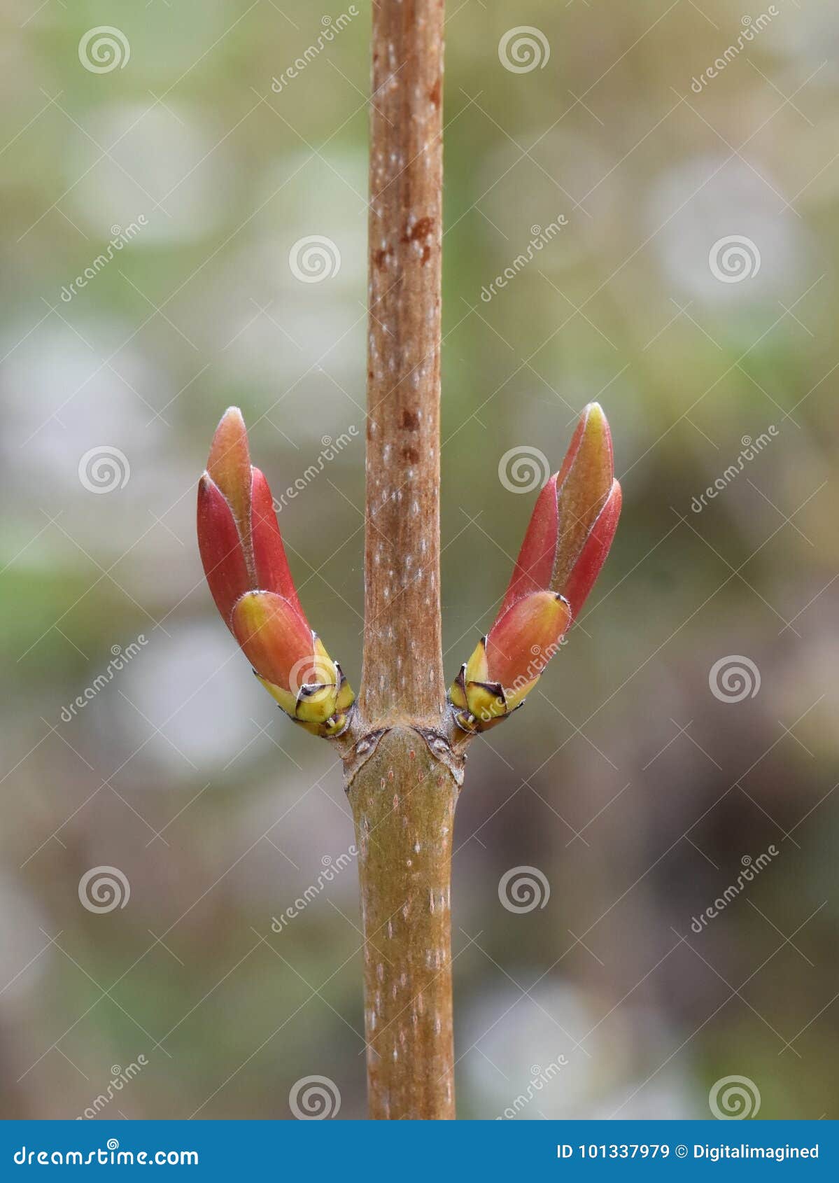 Sycamore maple tree buds stock image. Image of springtime - 101337979 Sycamore maple tree buds stock image. Image of springtime - 101337979