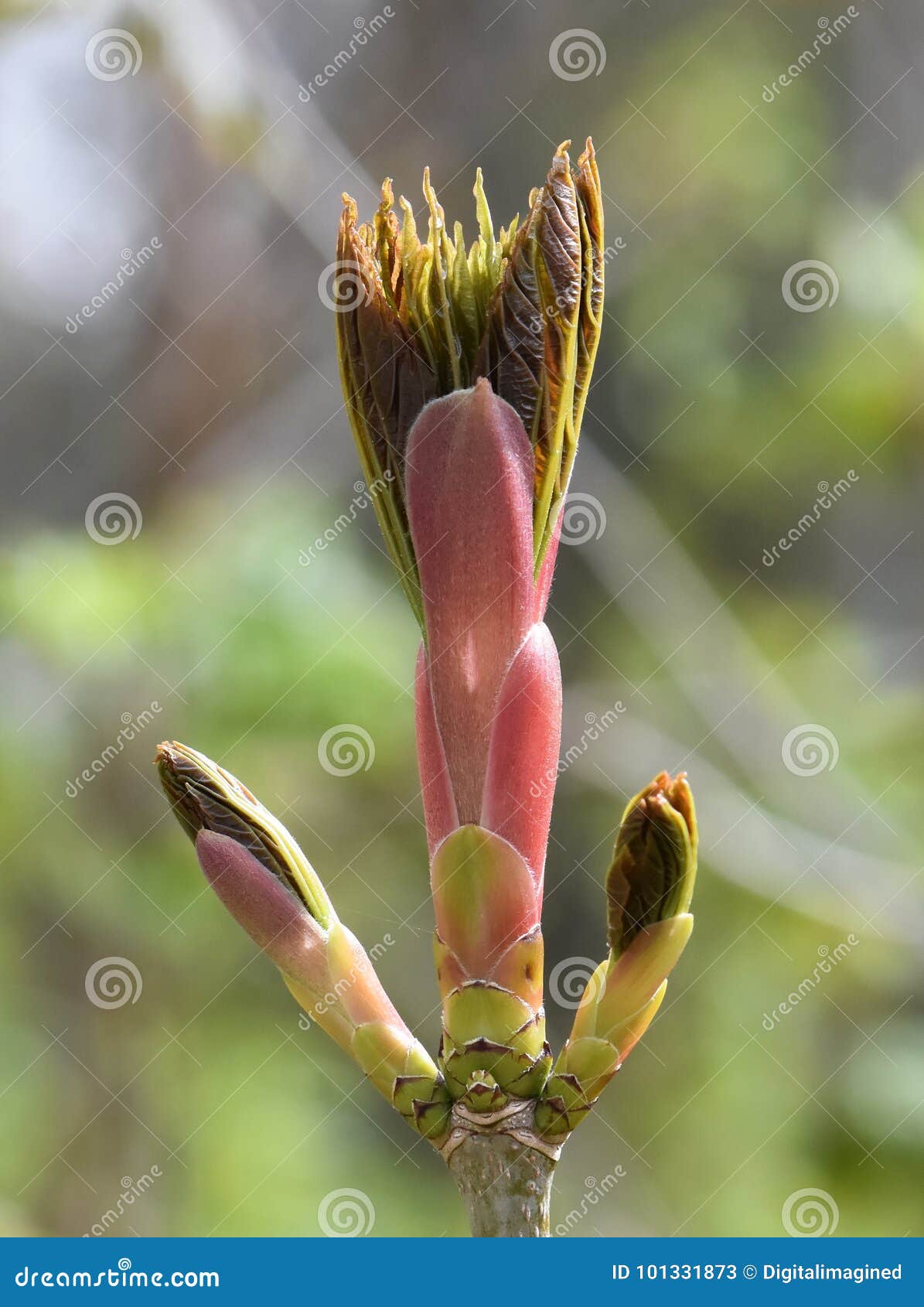 Sycamore maple tree stock image. Image of foliage, maple - 101331873