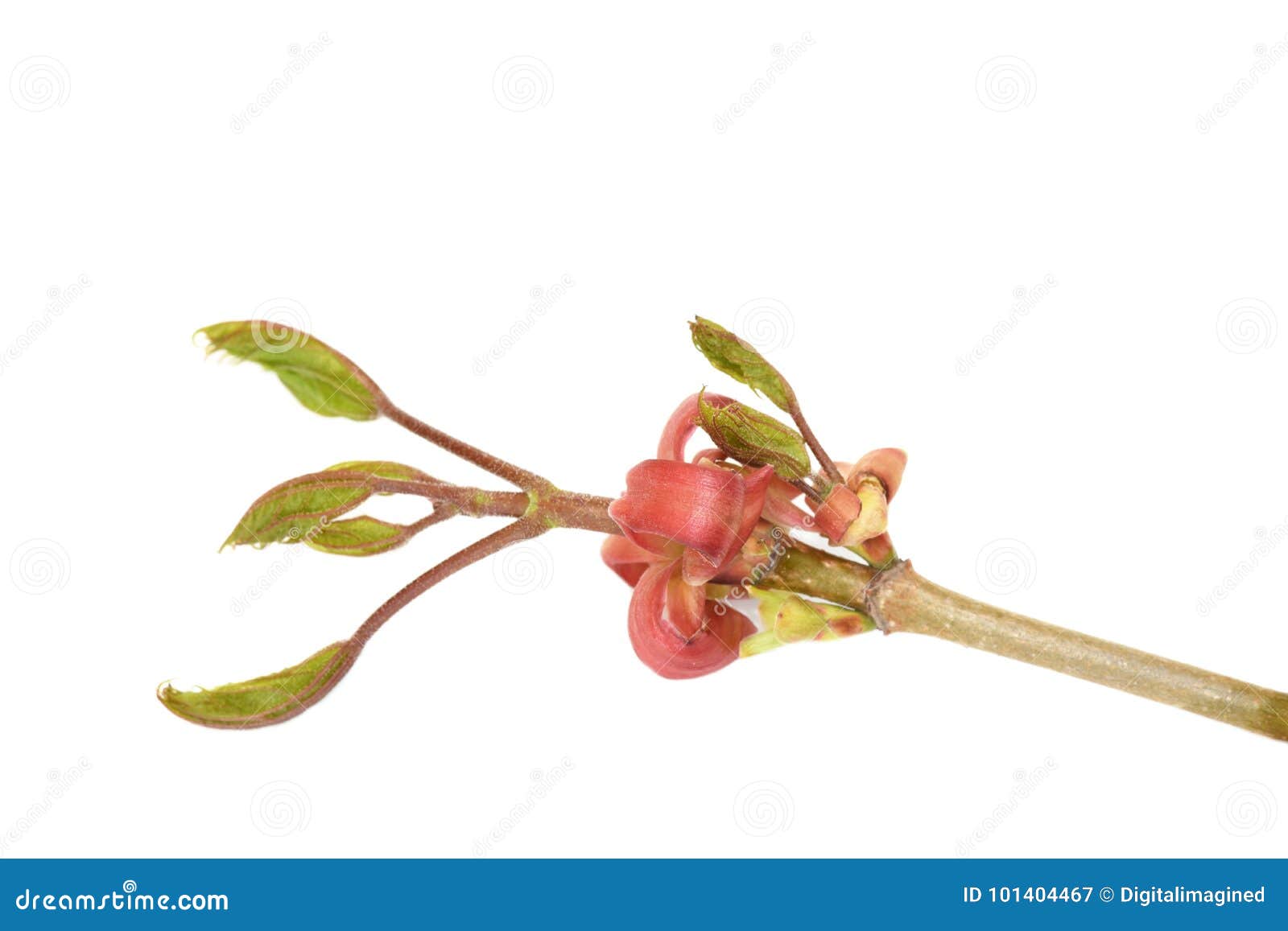 Maple tree sprouting stock image. Image of closeup, foliage - 101404467