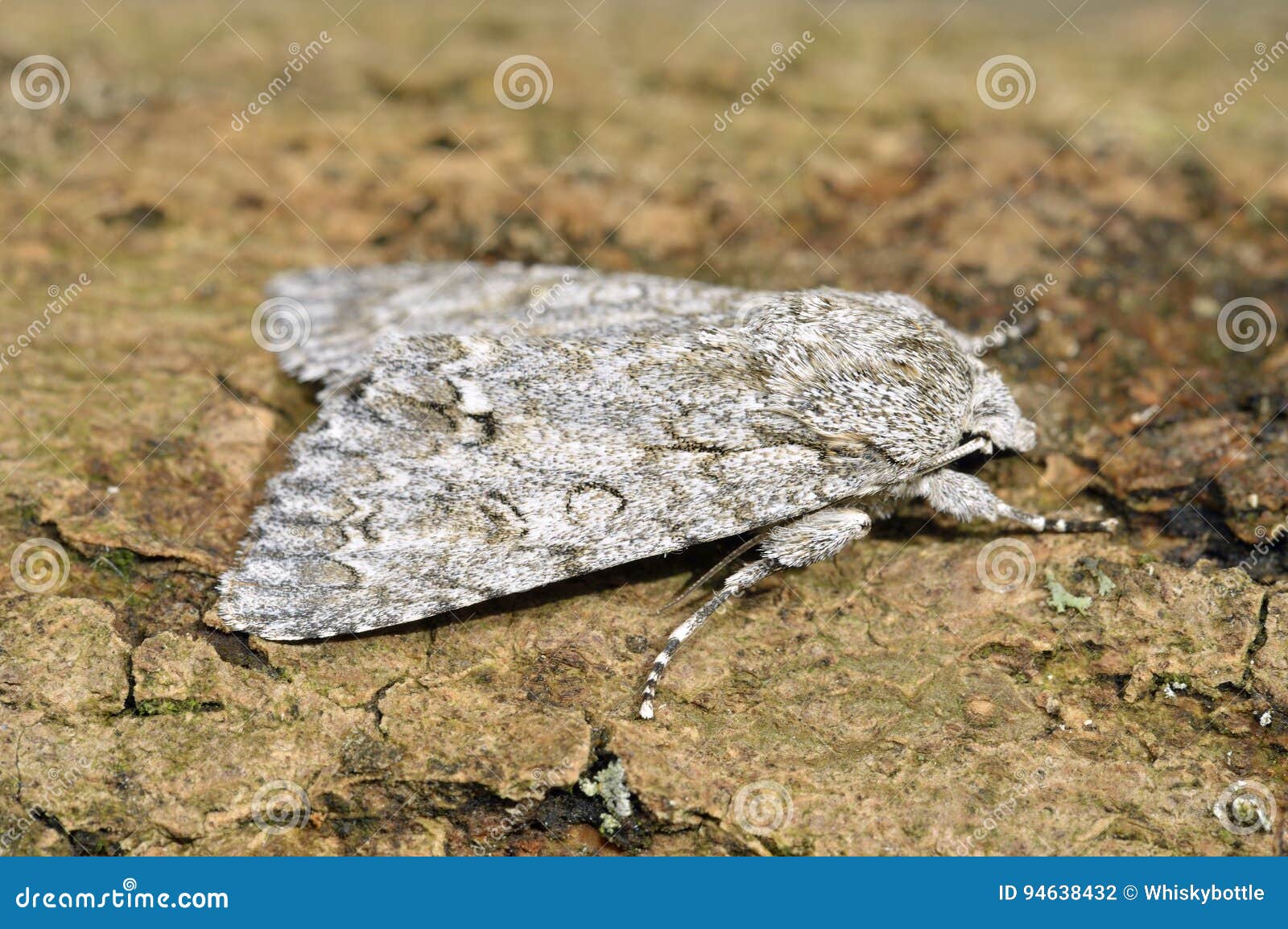 Sycamore Moth stock photo. Image of noctuidae, england - 94638432