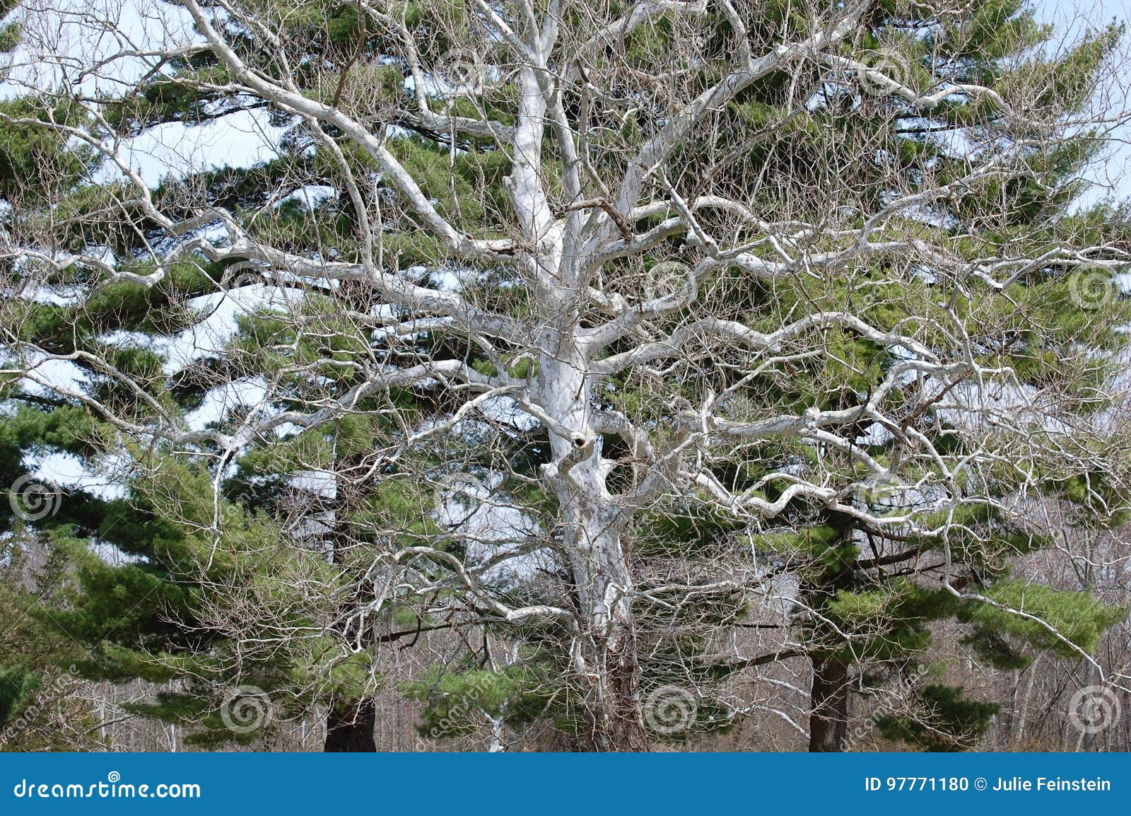 Sycamore stock photo. Image of gnarly, arms, sycamore - 97771180