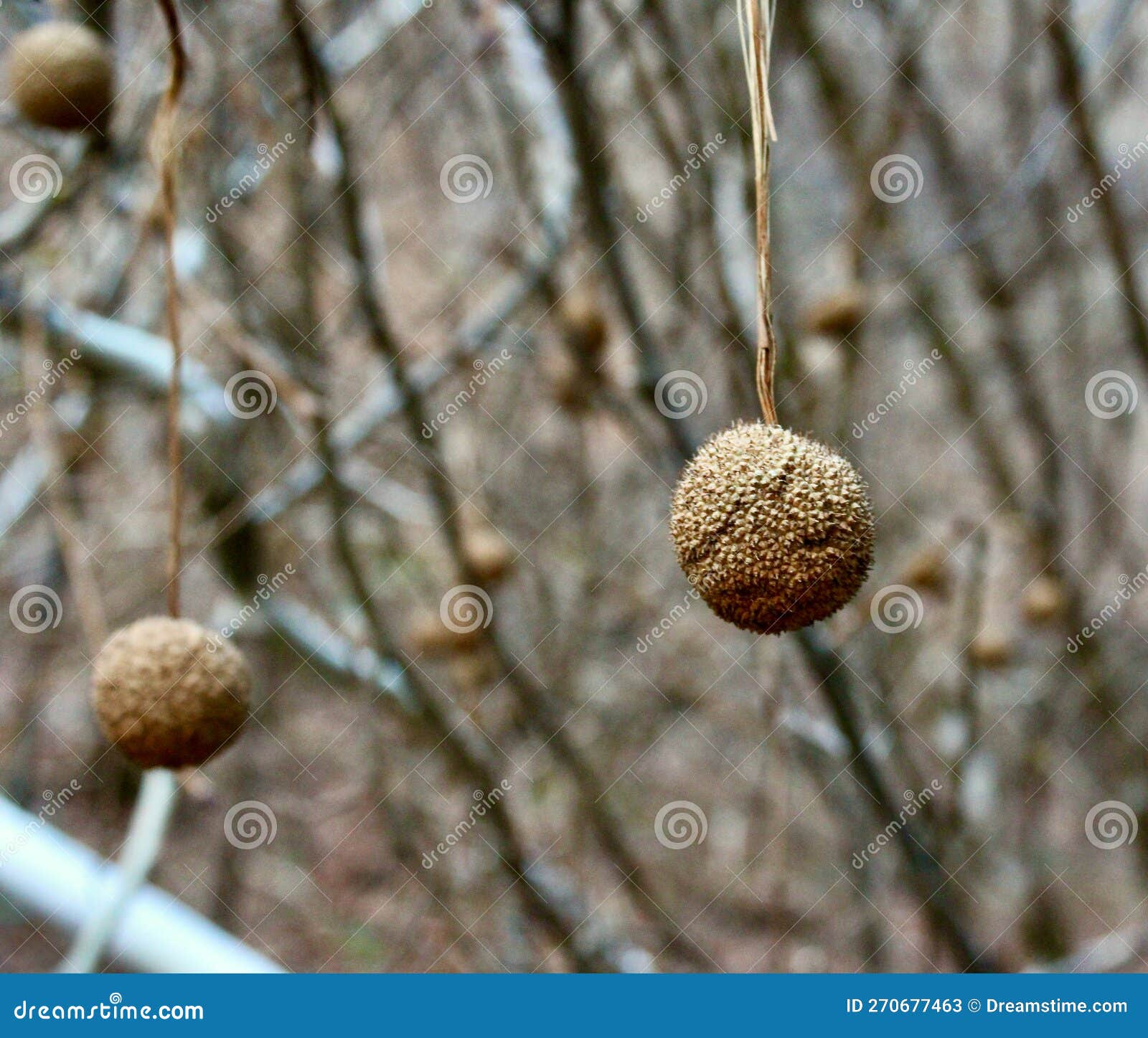 Sycamore Seed Pod Hanging on a Broken Branch Stock Image - Image of ...