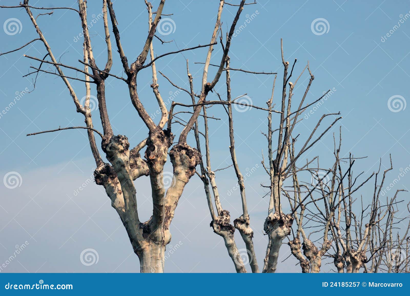Sycamore pruning stock image. Image of bark, park, plant - 24185257