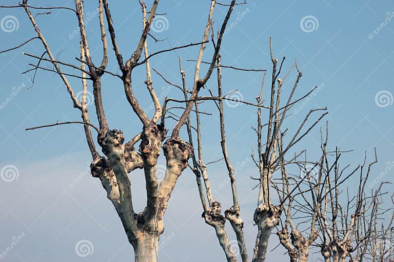 Sycamore pruning stock image. Image of bark, park, plant - 24185257