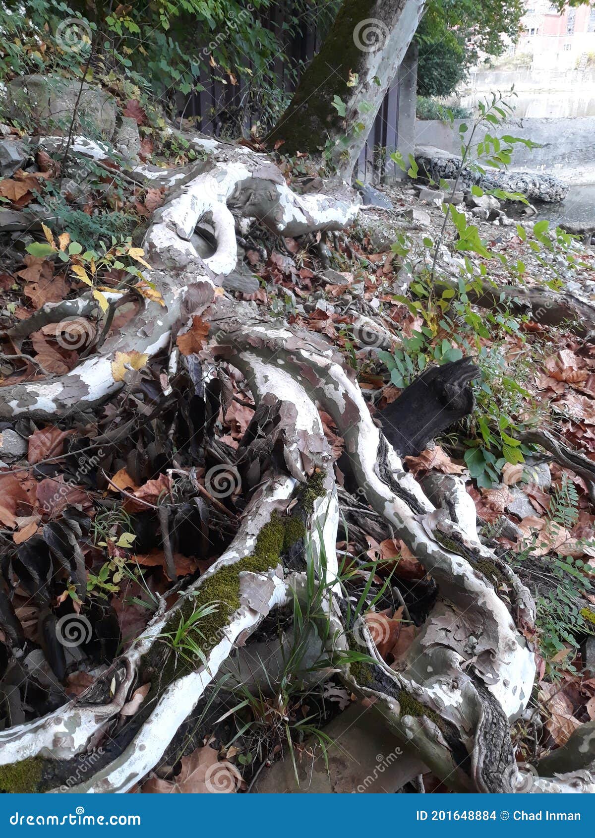 Sycamore roots river fall stock photo. Image of forest - 201648884