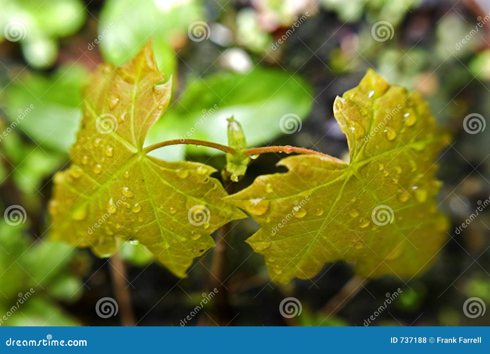 Sycamore Sapling stock photo. Image of sapling, tree, young - 737188
