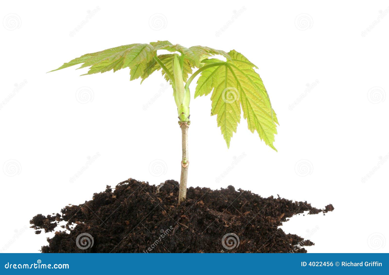 Sycamore sapling isolated stock photo. Image of soil, growth - 4022456