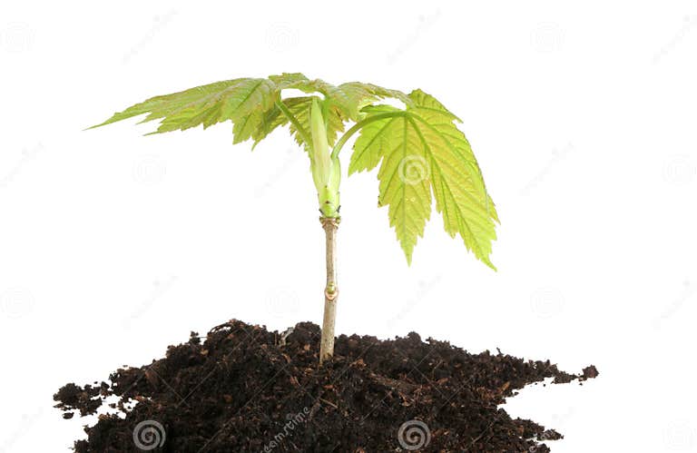 Sycamore sapling isolated stock photo. Image of soil, growth - 4022456