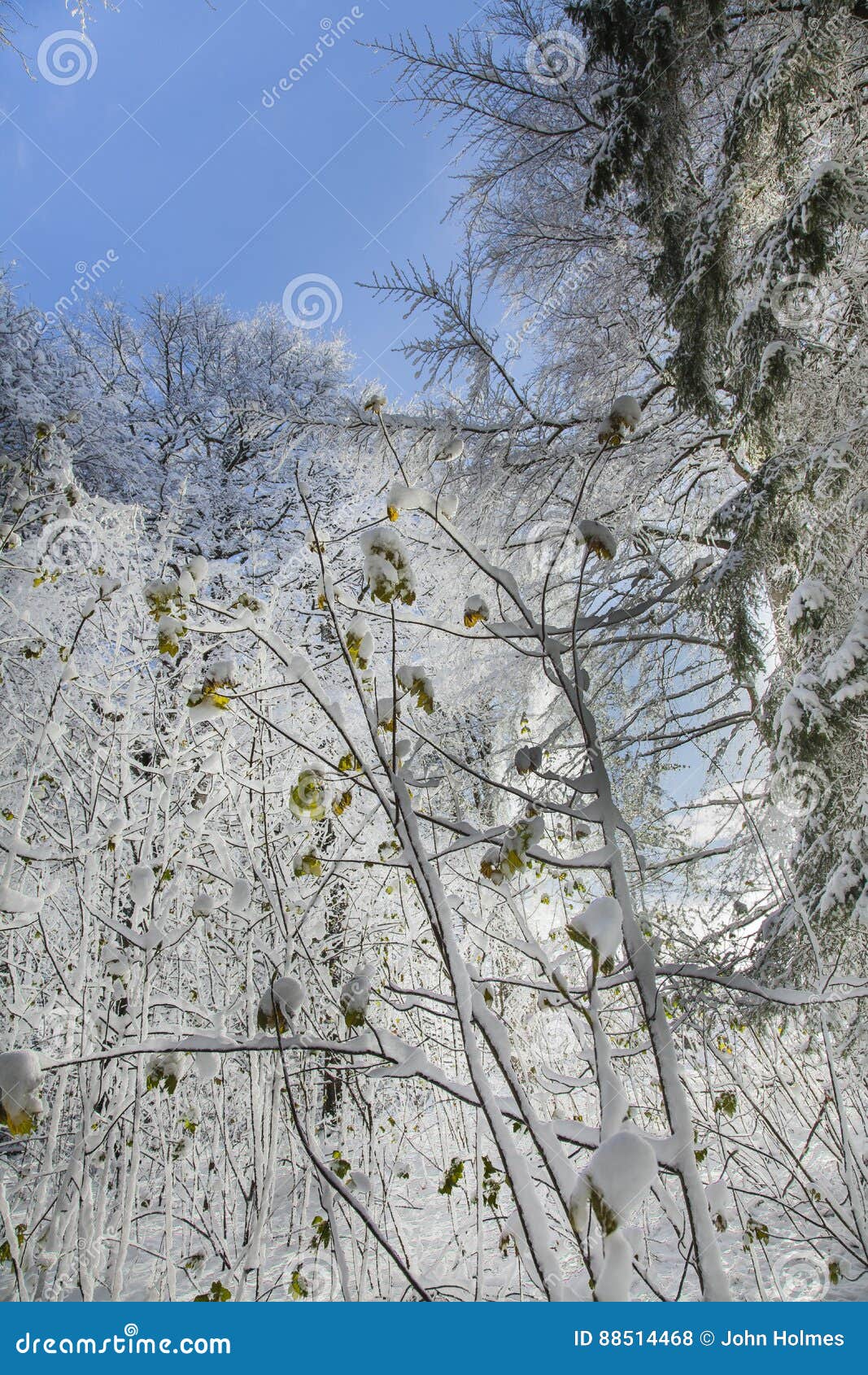 Sycamore Saplings in Snow in Scotland. Stock Photo - Image of scotland ...