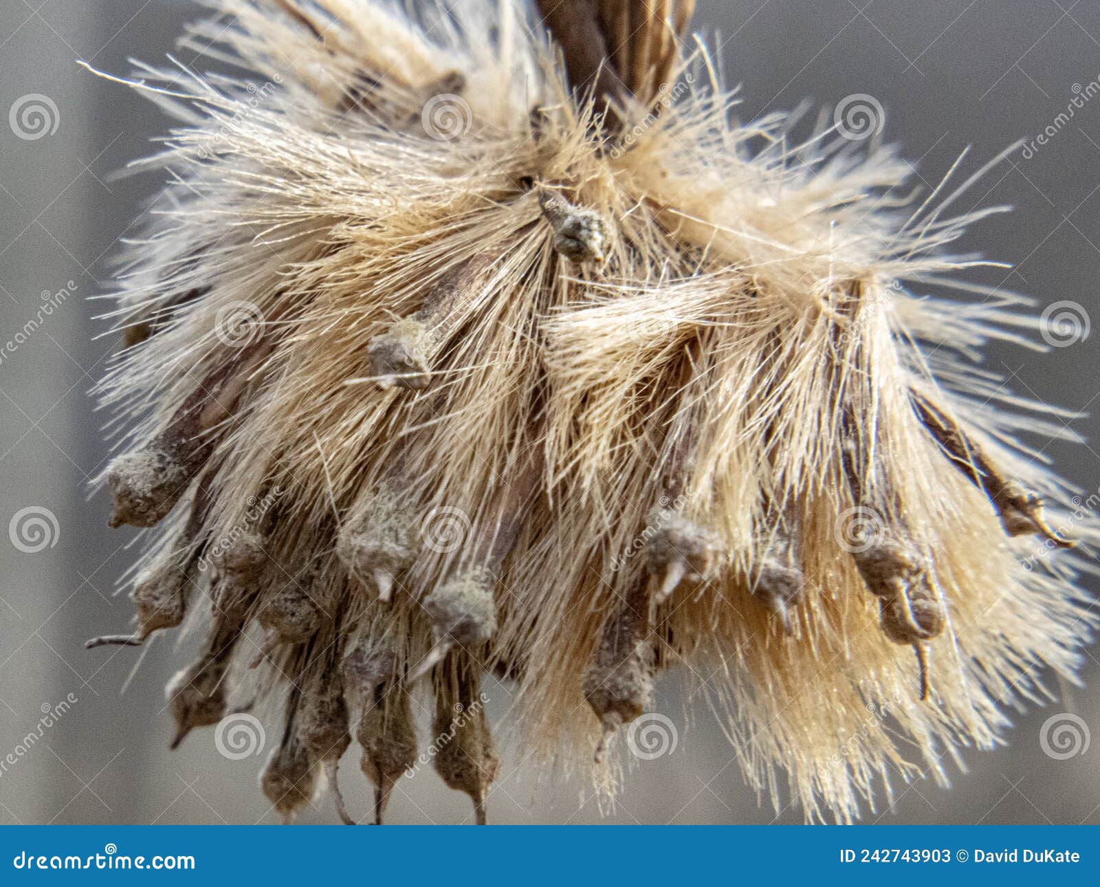 Sycamore seed pod stock image. Image of march, opened - 242743903