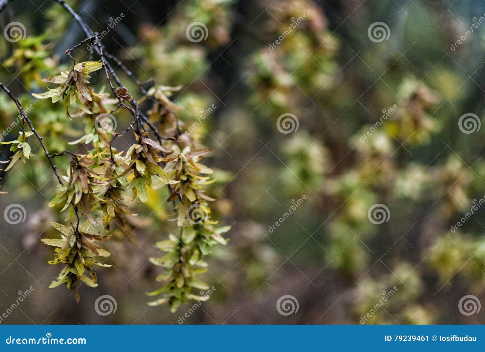 Winged Sycamore Seeds On Tree Stock Photography | CartoonDealer.com ...
