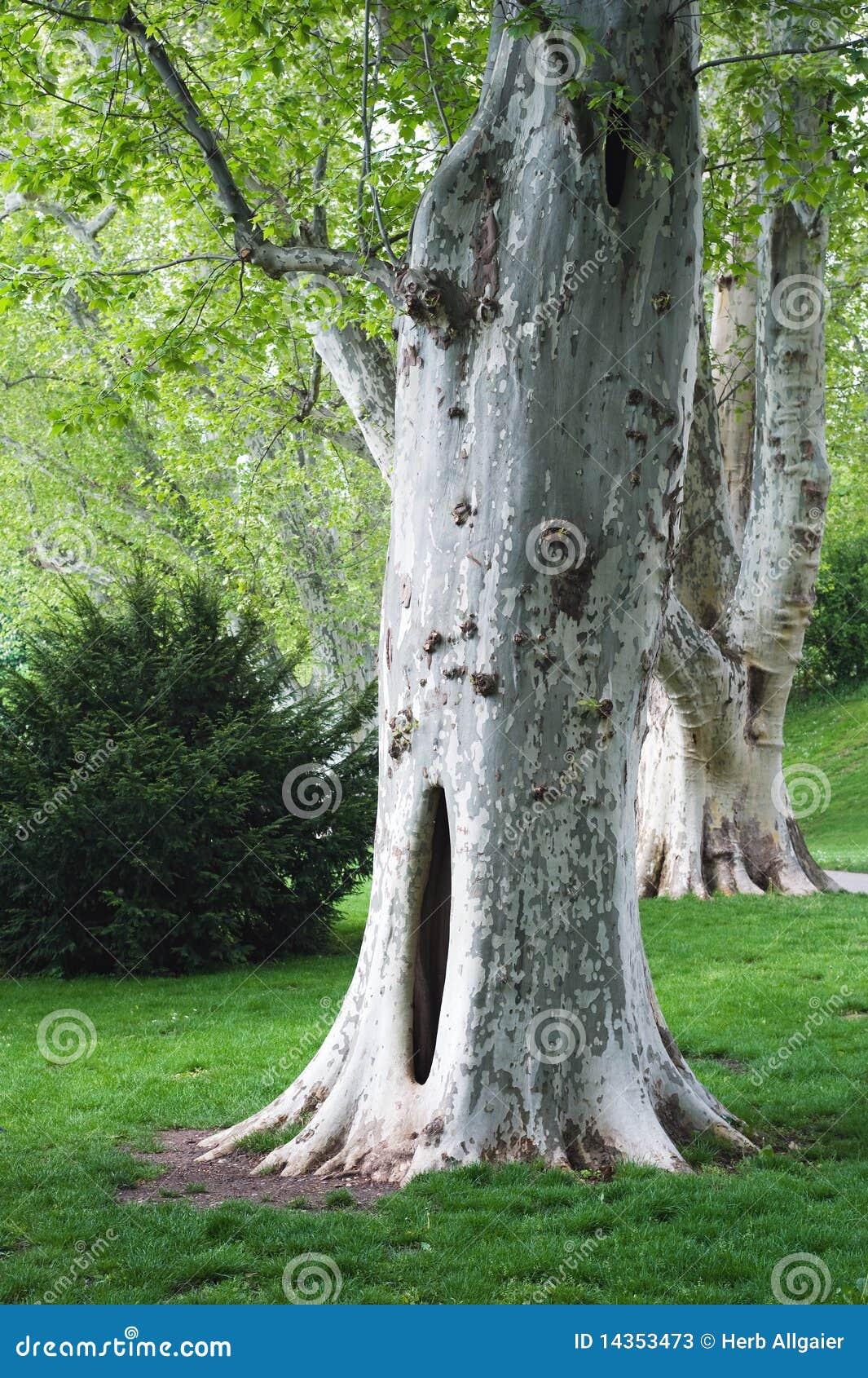 Sycamore Tree Stock Photos - Image: 14353473