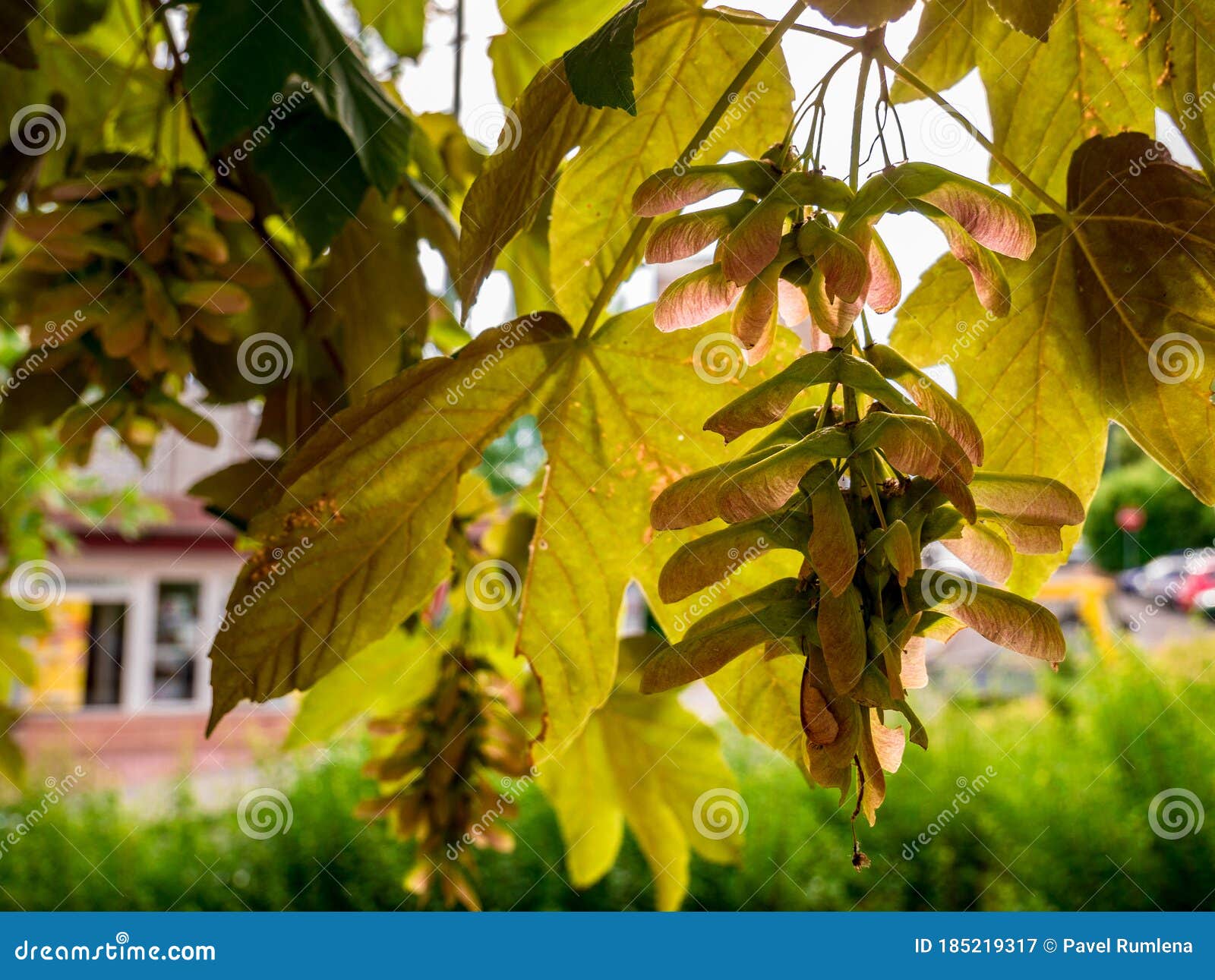 Sycamore-leaved False Nettle Kirilow Boehmeria Platanifolia, Lushan ...