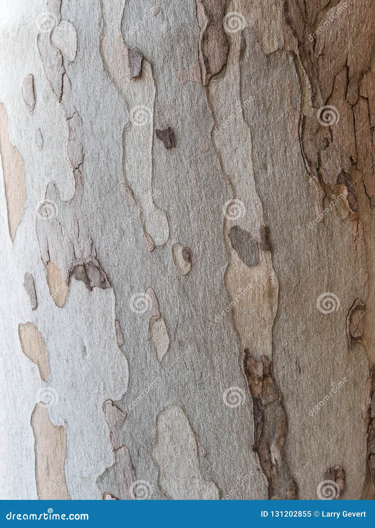 Sycamore tree bark stock image. Image of inviting, colorful - 131202855