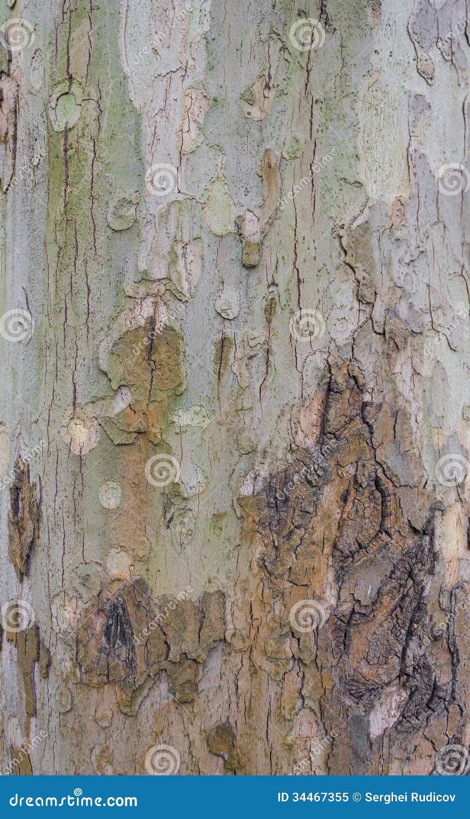 Sycamore tree bark. stock image. Image of nature, detail - 34467355