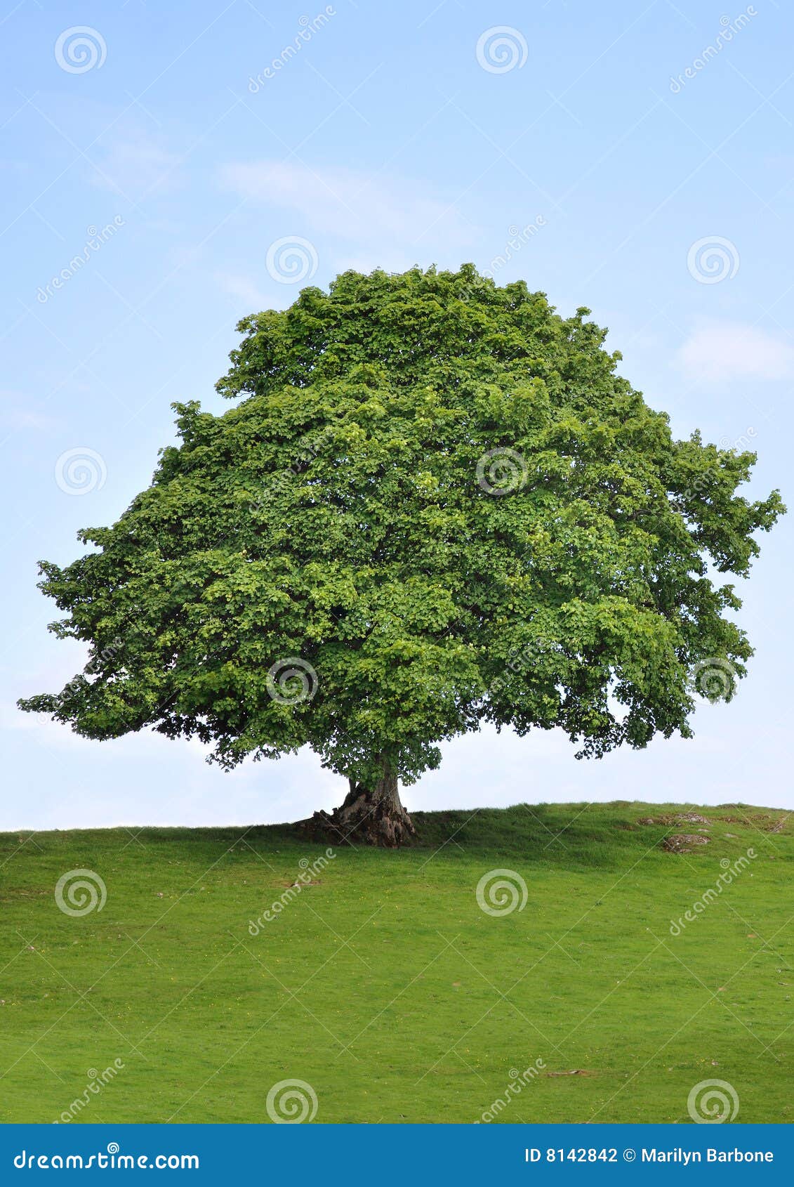 Sycamore Tree Leaf Hand Drawn, Black And White Lead Pencil Drawing ...