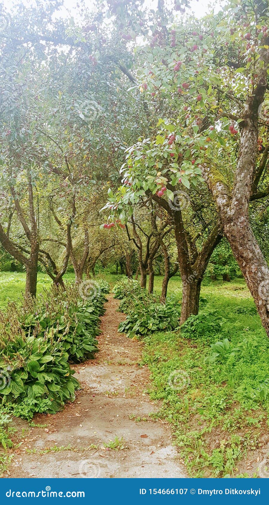 Sycamore Tree and Benches in the Park Stock Image - Image of wood ...