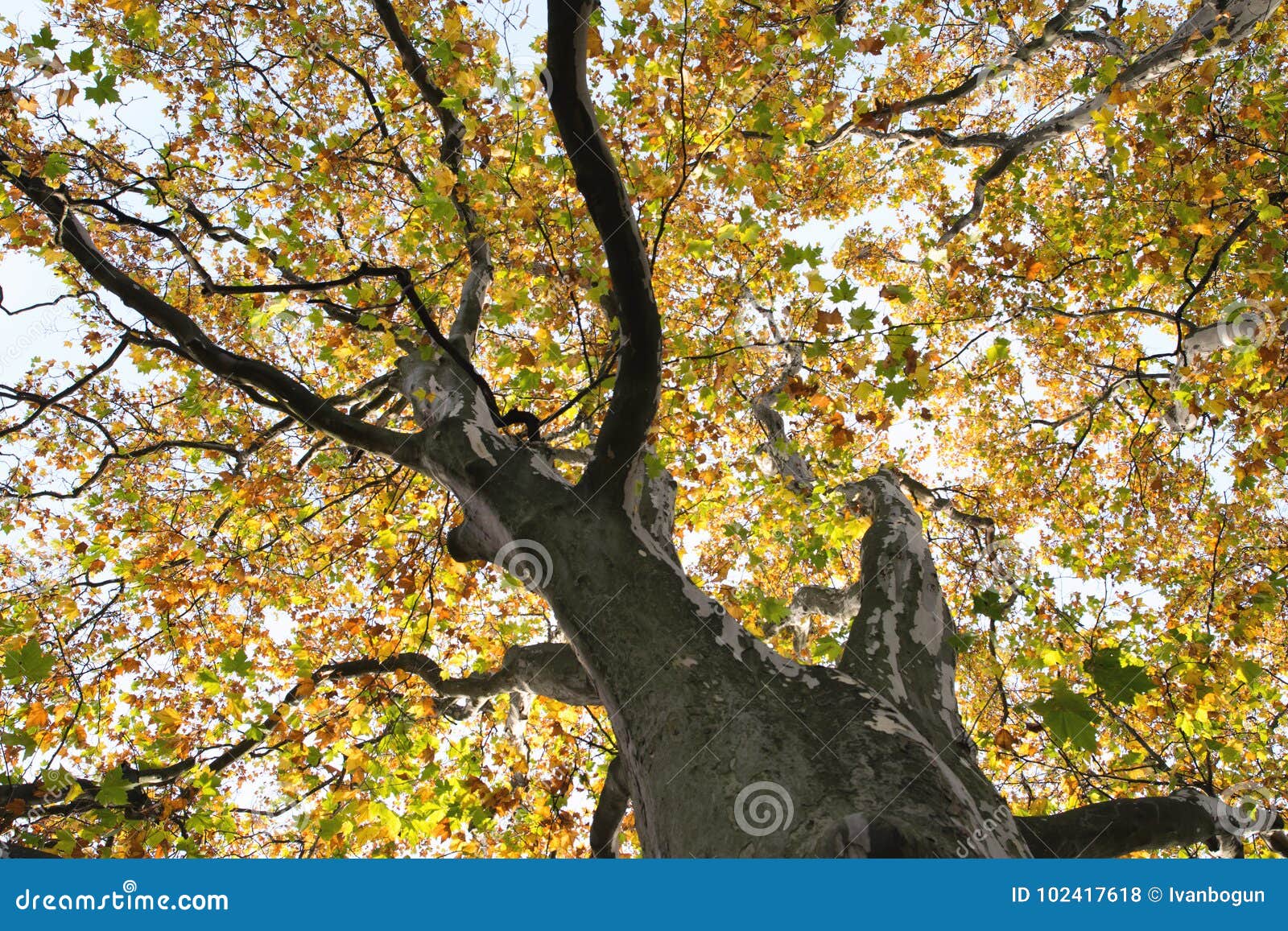 Sycamore tree trunk stock photo. Image of landscape - 102417618