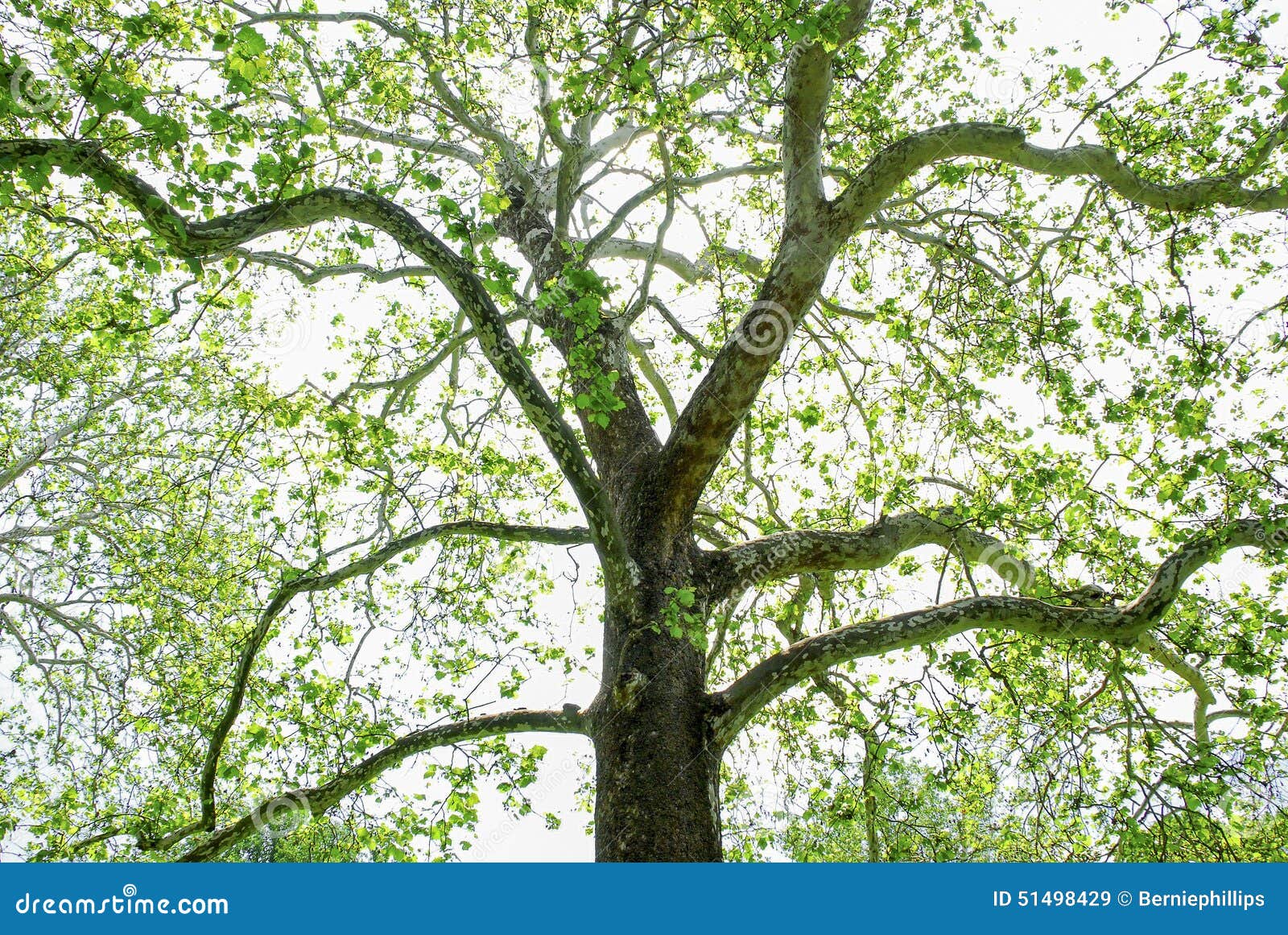 Sycamore Tree Blooming Spring Stock Image - Image of sycamore, tree ...
