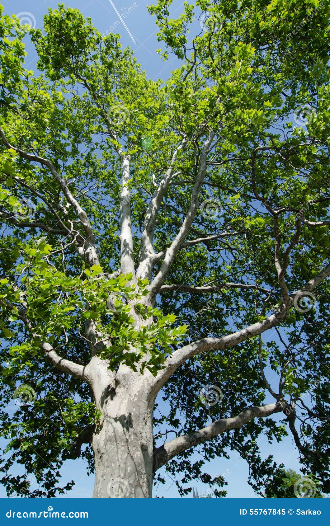 Sycamore tree stock image. Image of summer, high, flora - 55767845