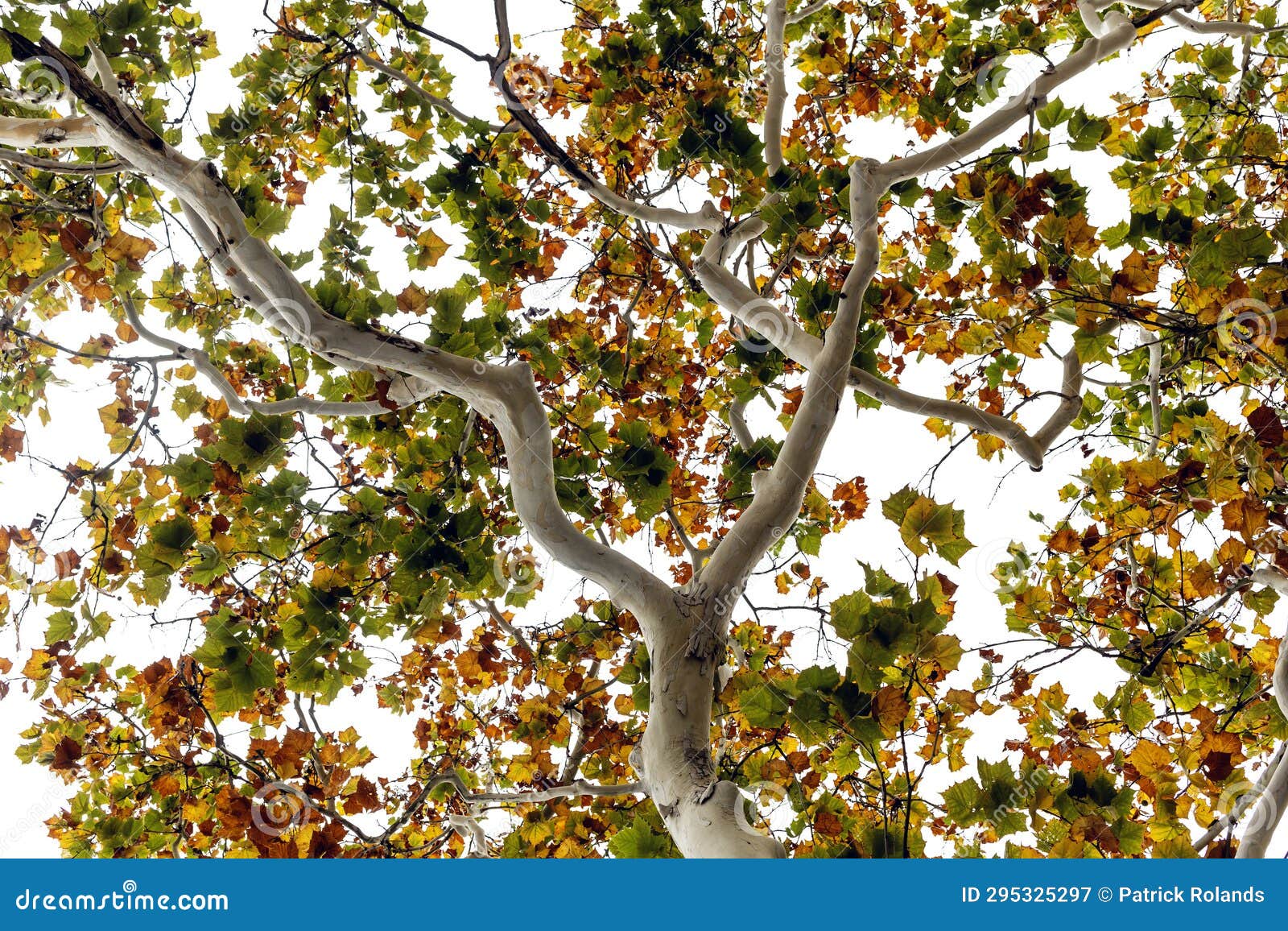 Sycamore Tree Branch Isolated on White Background Stock Image - Image ...