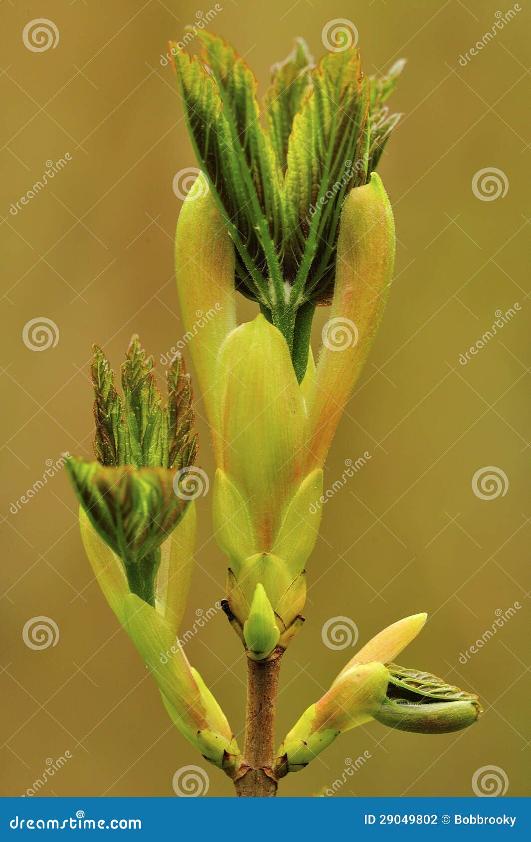 Sycamore Tree Buds (Acer Pseudoplatanus) Stock Photo - Image of ...
