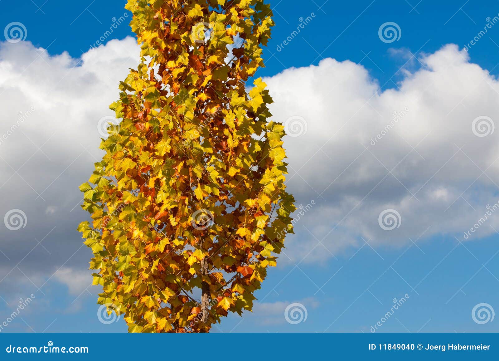 Sycamore Tree in Fall Colors Stock Photo - Image of sycamore, blue ...