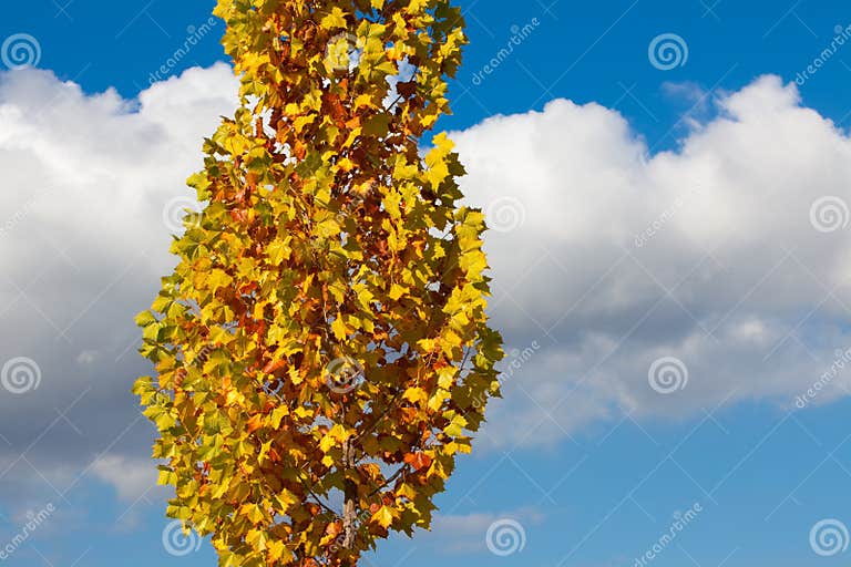 Sycamore Tree in Fall Colors Stock Photo - Image of sycamore, blue ...
