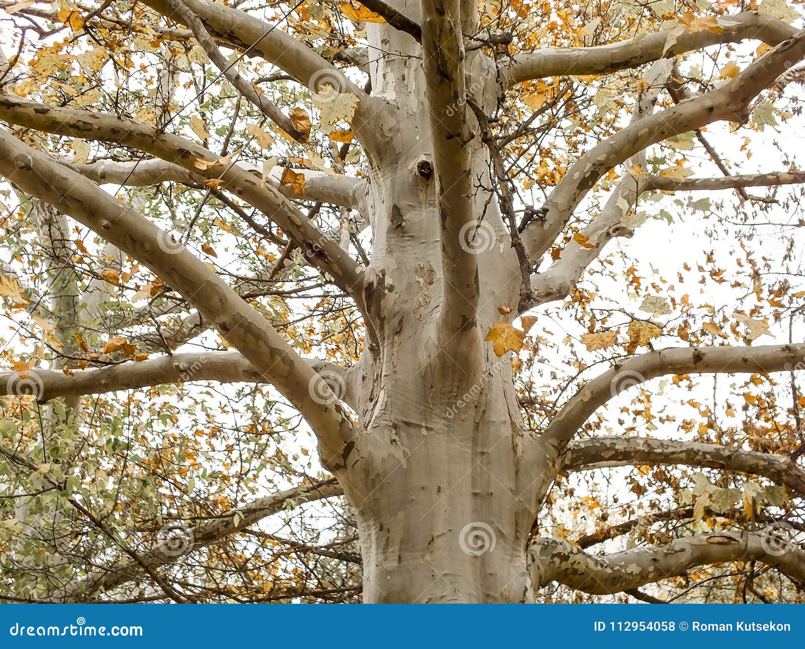Sycamore tree in fall stock photo. Image of land, brown - 112954058