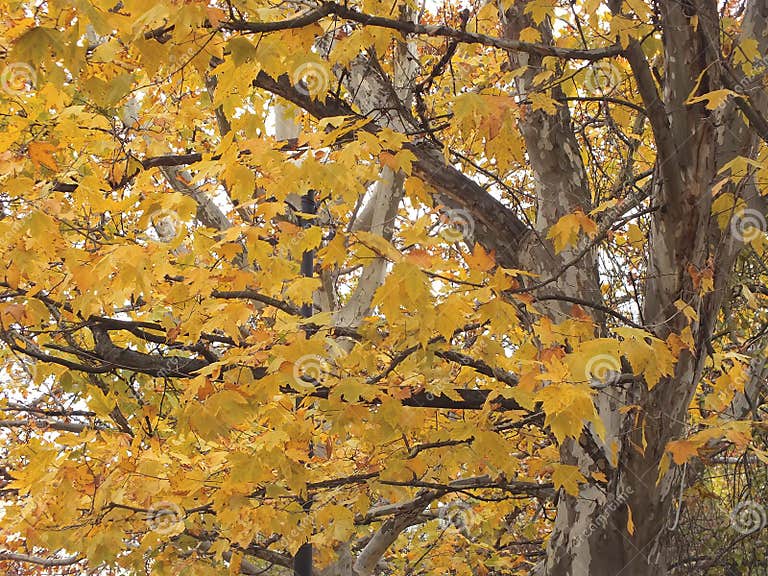 Sycamore tree in fall stock photo. Image of lawn, bare - 112976444