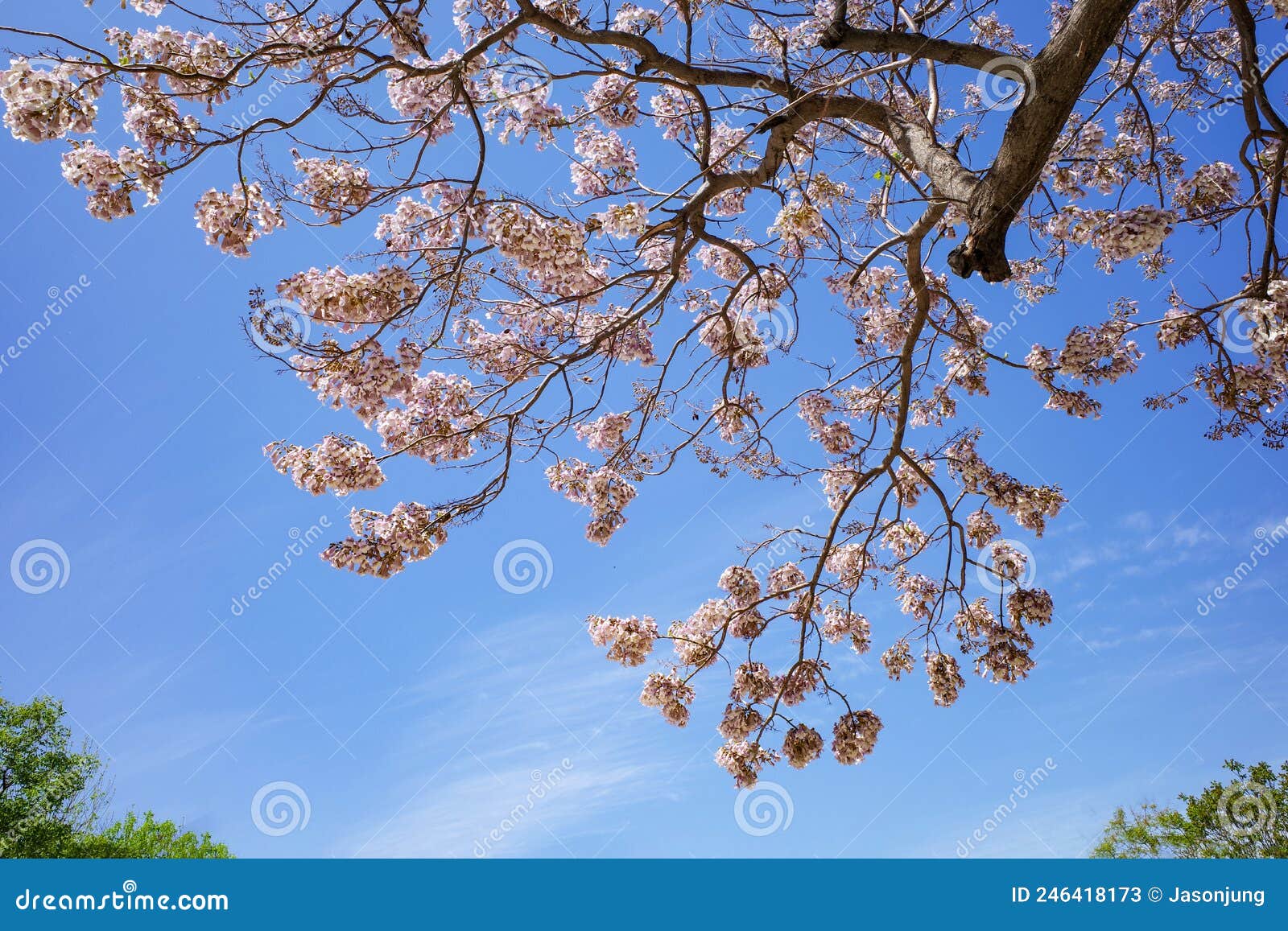 Sycamore tree flower stock image. Image of tree, wall - 246418173