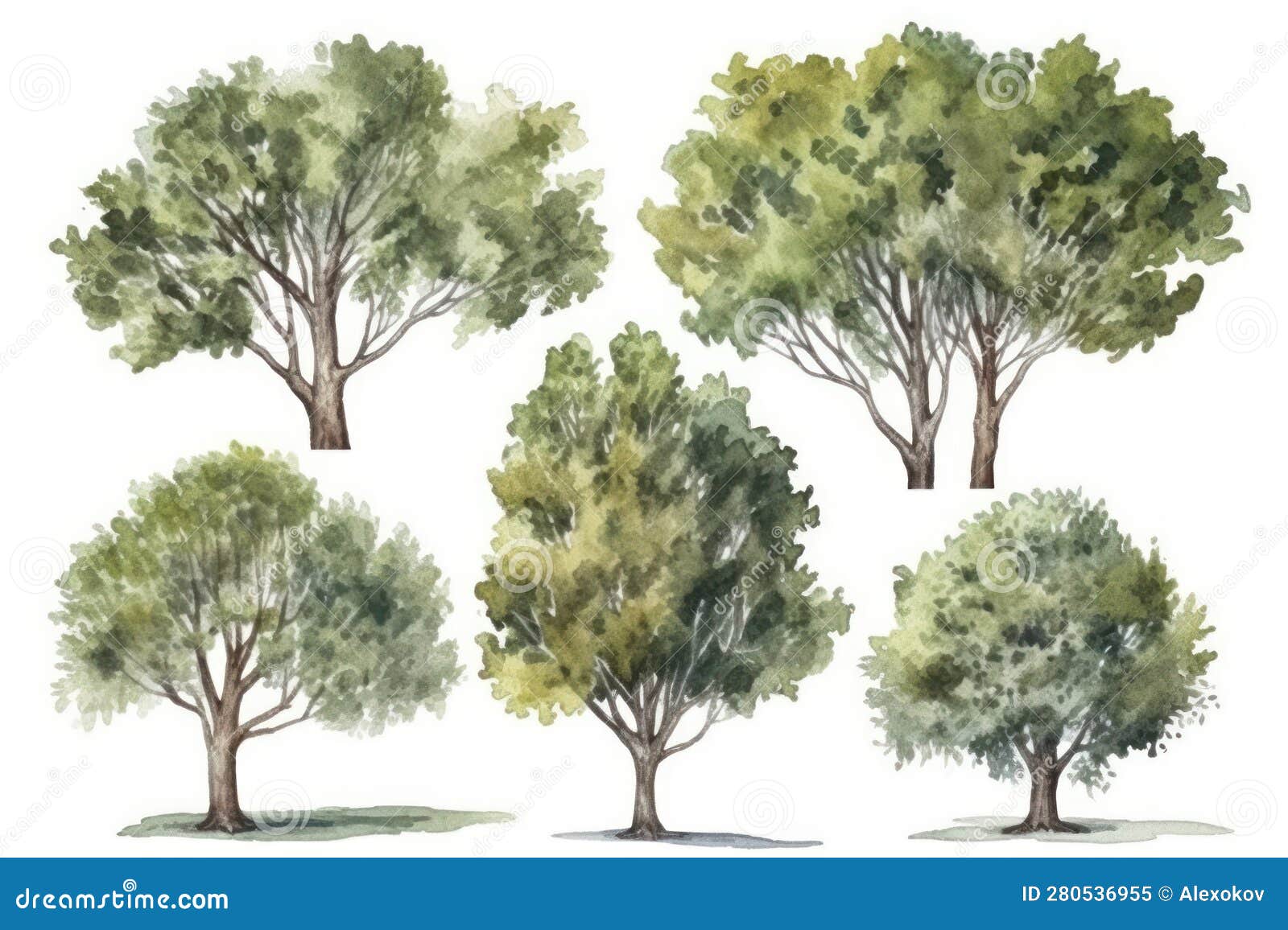 Sycamore Tree Forest Collection: Hand-Drawn Watercolor Trees . Stock ...