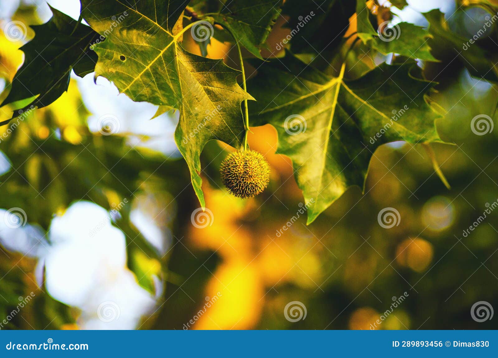 Sycamore Tree in Germany Close-up Stock Photo - Image of maple, leaves ...