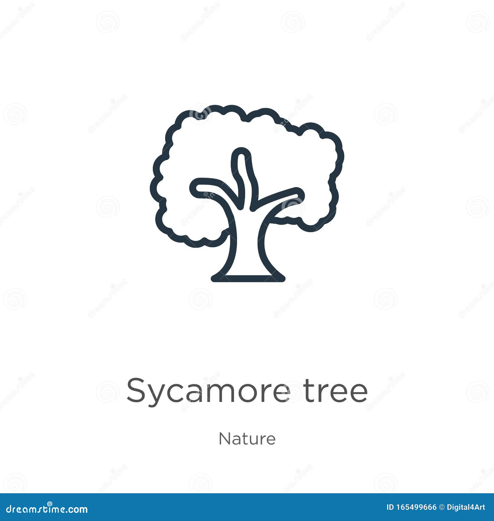 Sycamore Tree Icon. Thin Linear Sycamore Tree Outline Icon Isolated On ... Sycamore Tree Icon. Thin Linear Sycamore Tree Outline Icon Isolated On ...