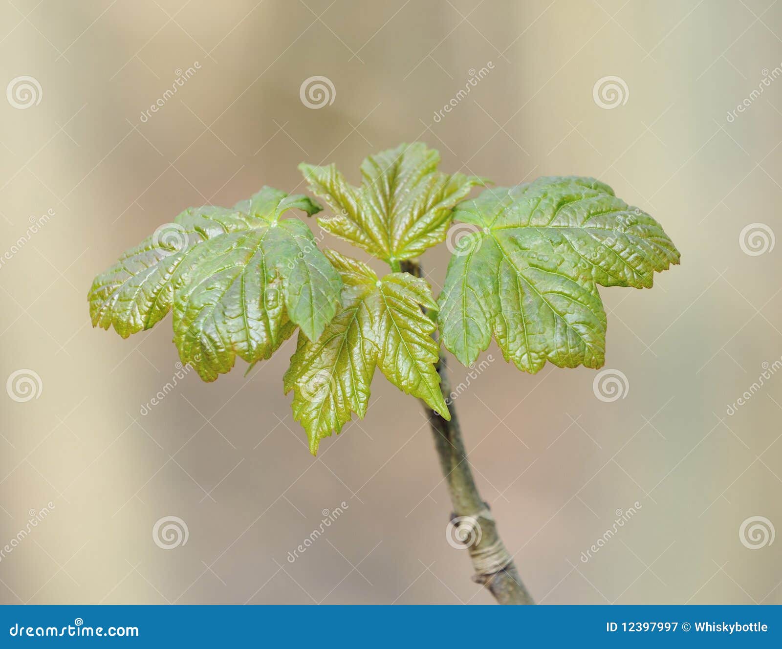 Sycamore Tree leaves stock image. Image of green, nature - 12397997