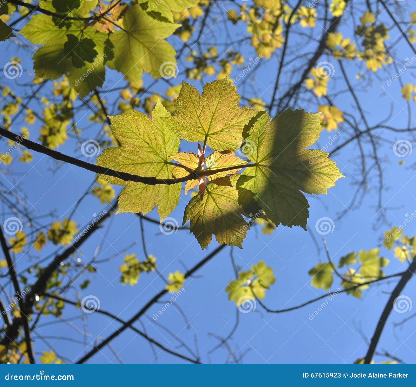 Sycamore Tree Leaves Viewed from Below Stock Image - Image of spring ...