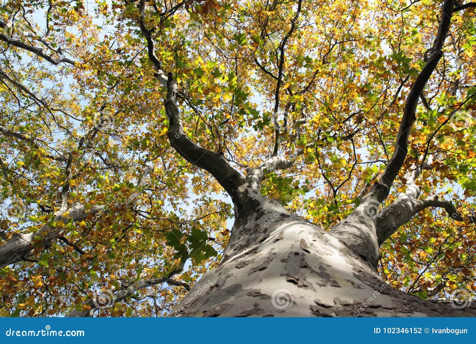Sycamore tree stock photo. Image of manybranched, environment - 102346152