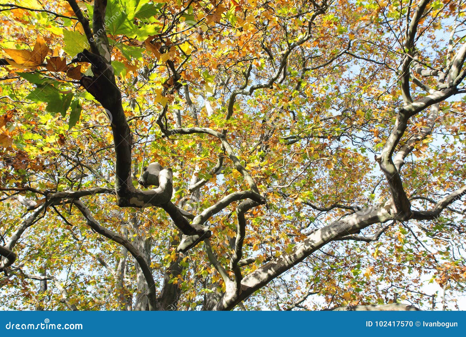 Sycamore tree old trunk stock photo. Image of mighty - 102417570