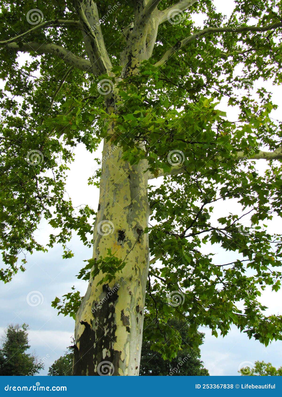 Sycamore tree stock photo. Image of sycamore, leaf, green - 253367838