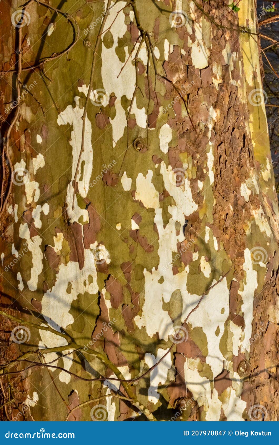 Sycamore Tree, Plane Tree Background. the Trunk of a Thick Tree, from ...