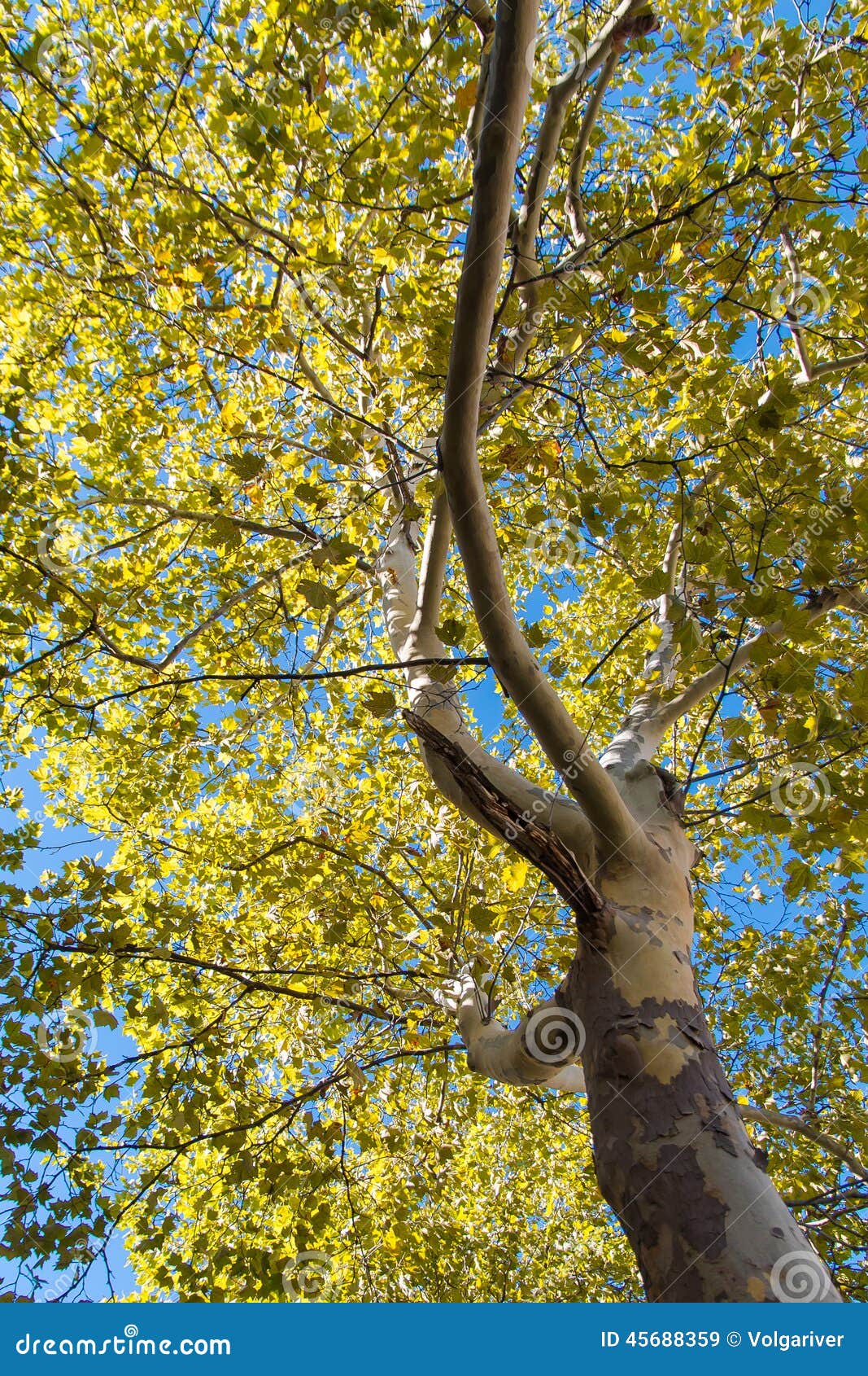 134 Sycamore Tree Canopy Stock Photos - Free & Royalty-Free Stock ...
