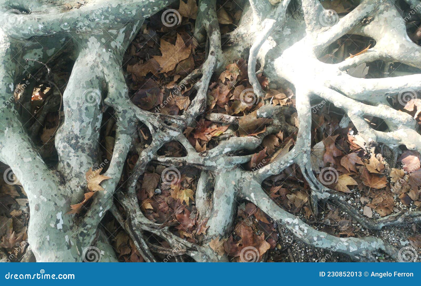 Sycamore Tree Roots Emerging from the Earth Earth Stock Image - Image ...