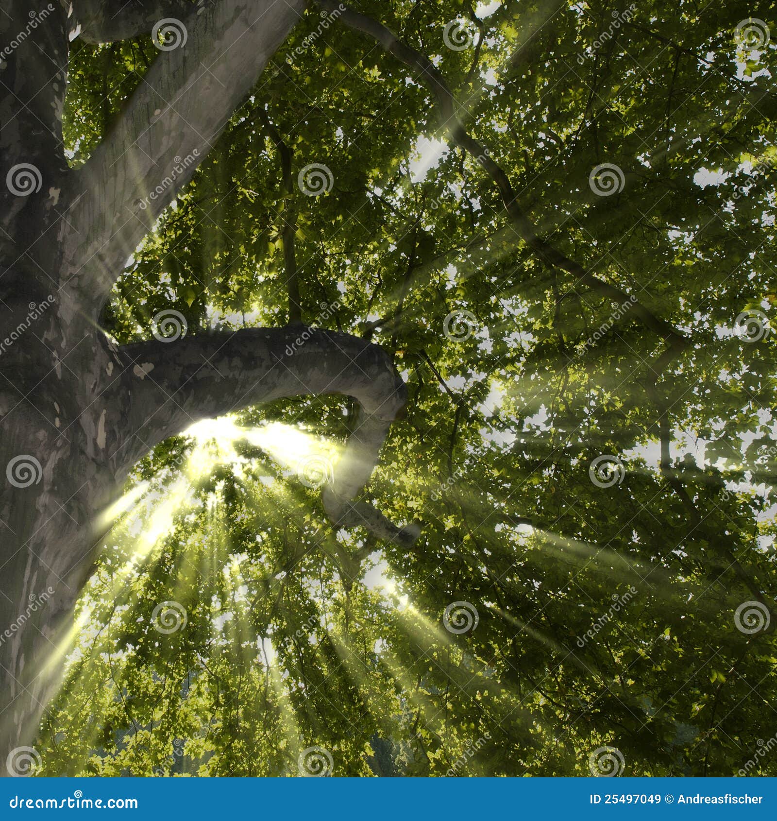 Sycamore Tree and Sun Rays stock image. Image of summer - 25497049