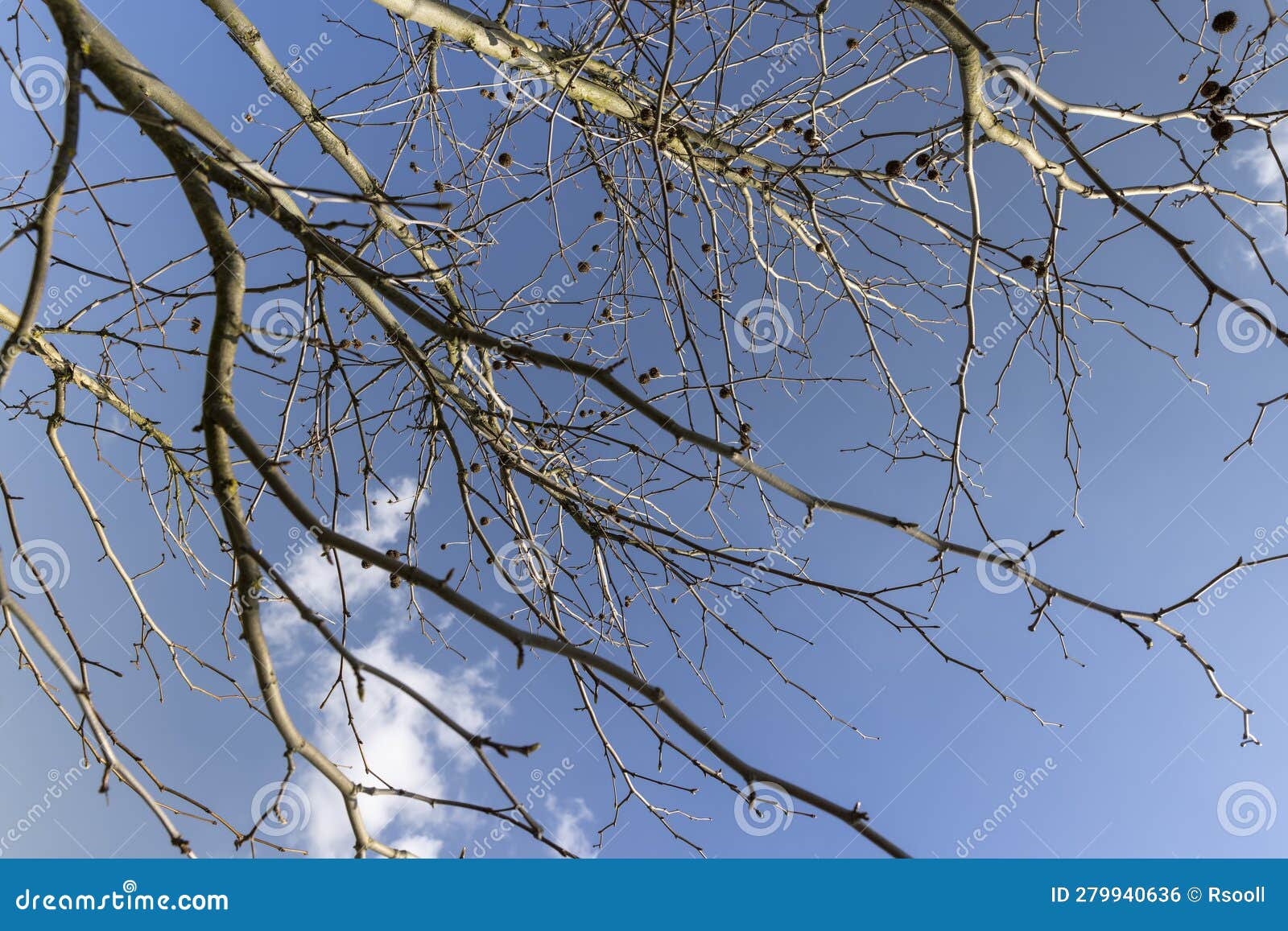 Sycamore Tree in Sunny Weather in Early Spring Stock Photo - Image of ...
