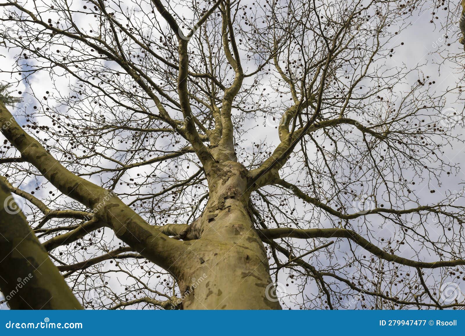 Sycamore Tree in Sunny Weather in Early Spring Stock Image - Image of ...