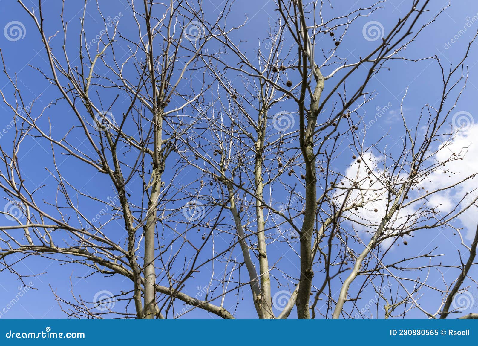 Sycamore Tree in Sunny Weather in Early Spring Stock Image - Image of ...