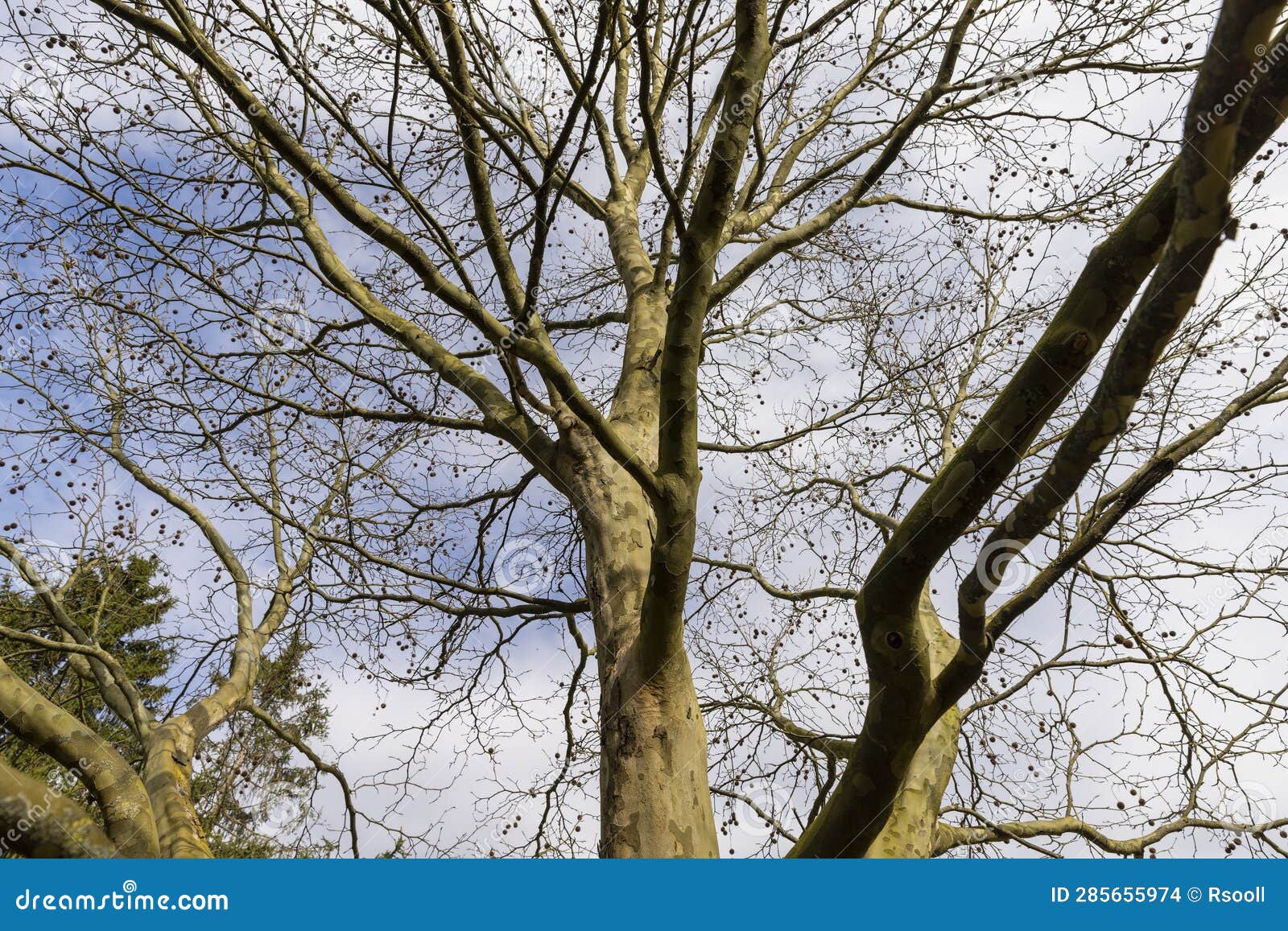 Sycamore Tree in Sunny Weather in Early Spring Stock Photo - Image of ...