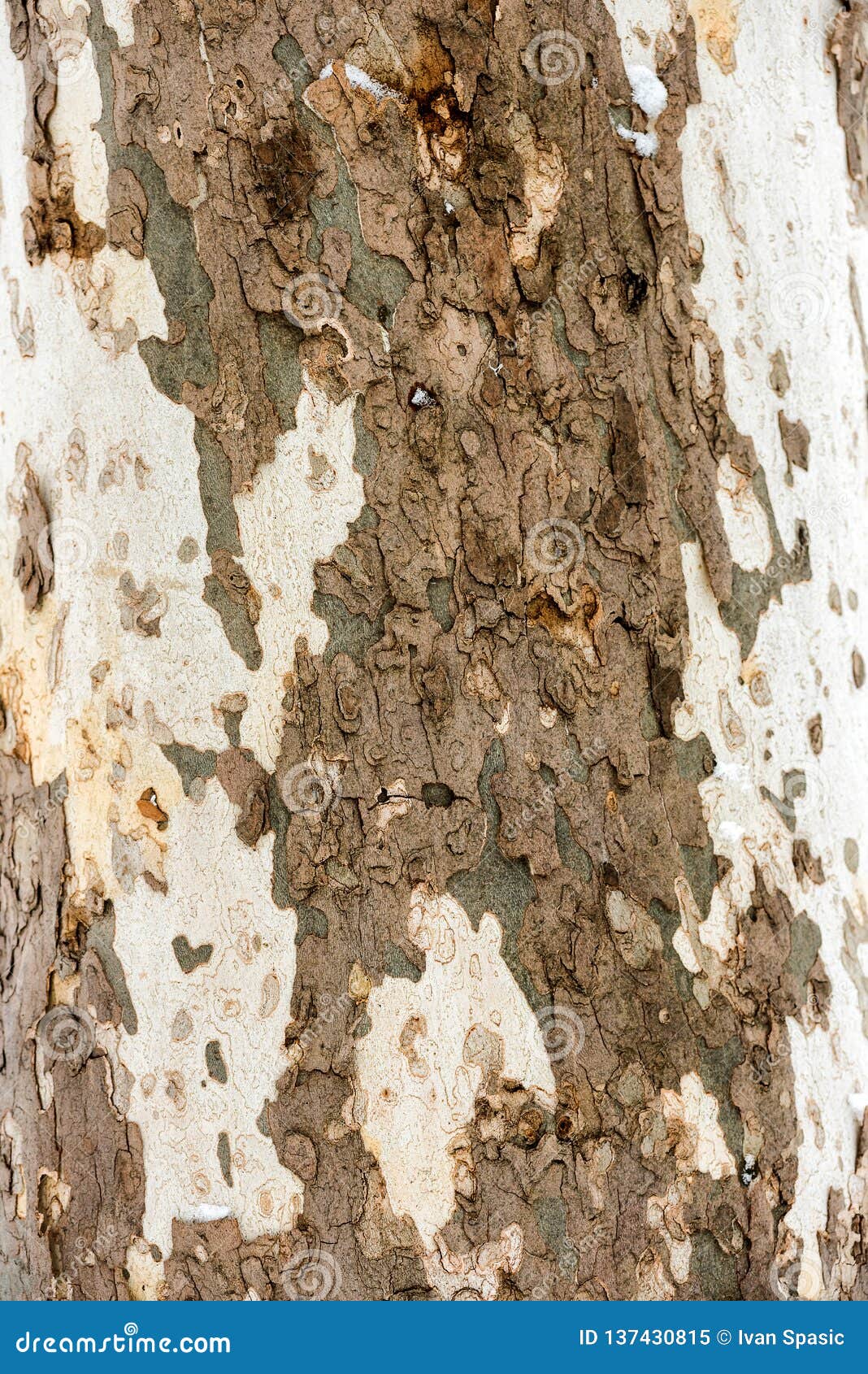 Sycamore Tree - Texture of the Bark Stock Image - Image of forest ...