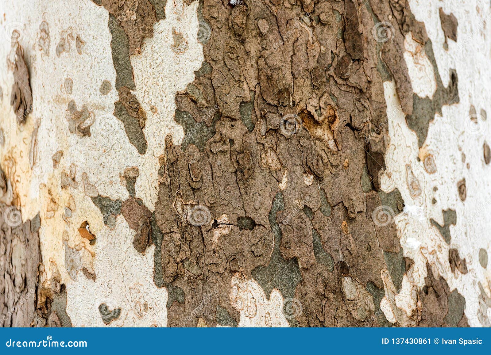 Sycamore Tree - Texture of the Bark Stock Image - Image of design ...