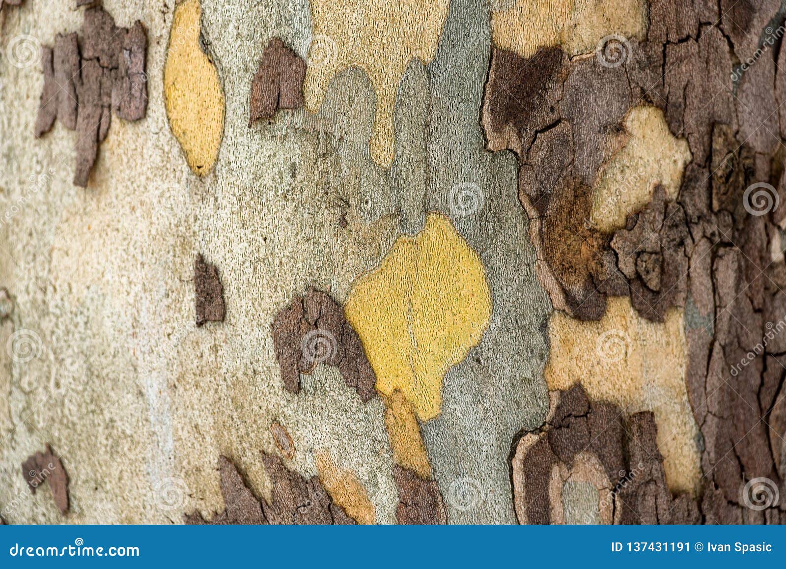 Sycamore Tree - Texture of the Bark Stock Image - Image of background ...